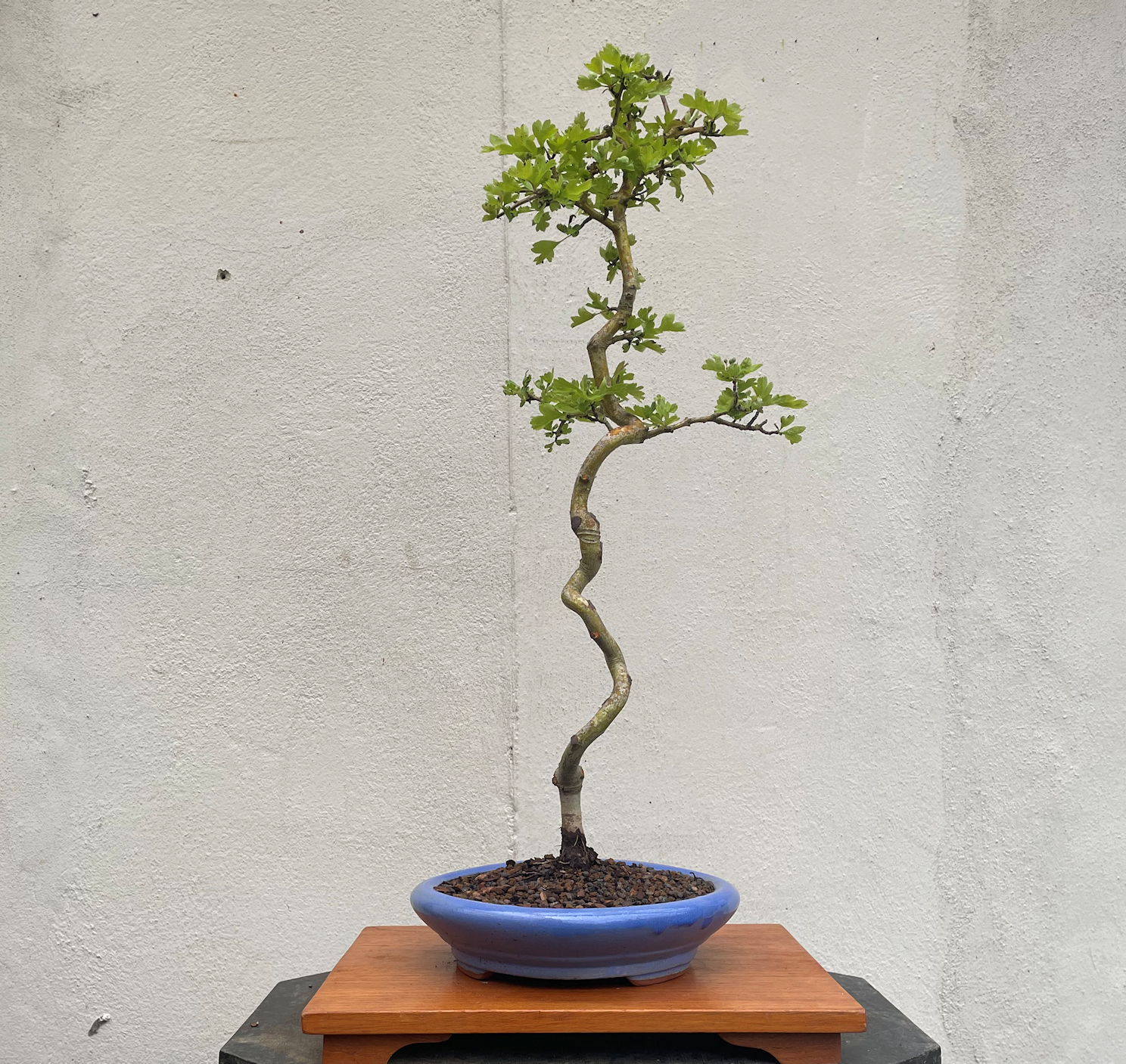 Pauls Scarlet Hawthorn Bonsai Tree - PSH135 - British Bonsai