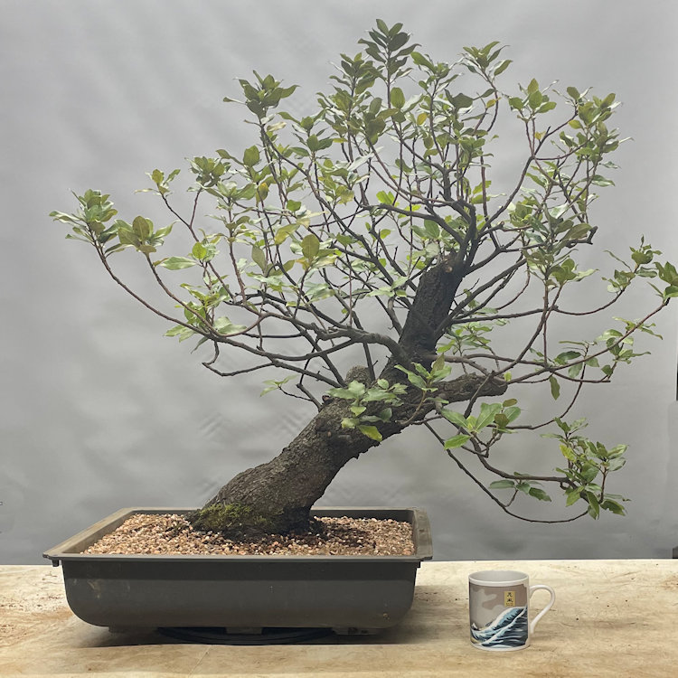 Yamadori Semi Trained Quercus Ilex Bonsai Tree - QI118 - British Bonsai